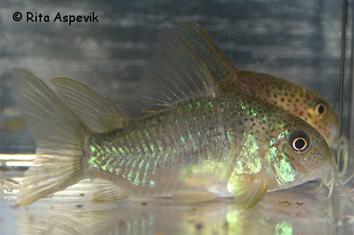corydoras polystictus