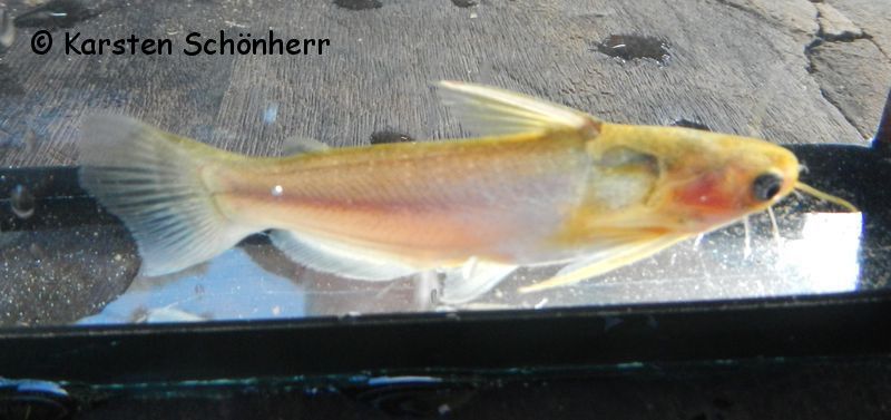 Catfish from Rio Momon / Peru - PlanetCatfish.com