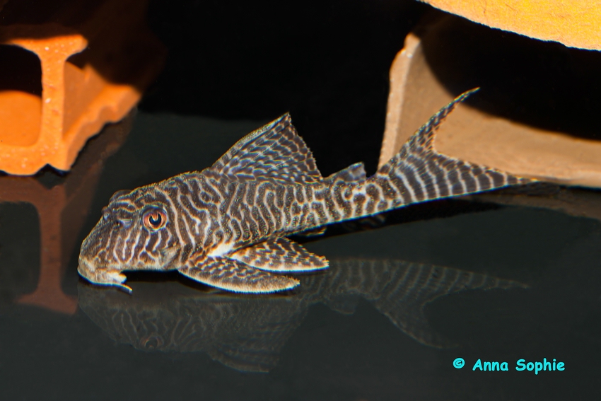 L-Welse.com Datenbank - Hypancistrus seideli "L 66" - Powered by ReviewPost