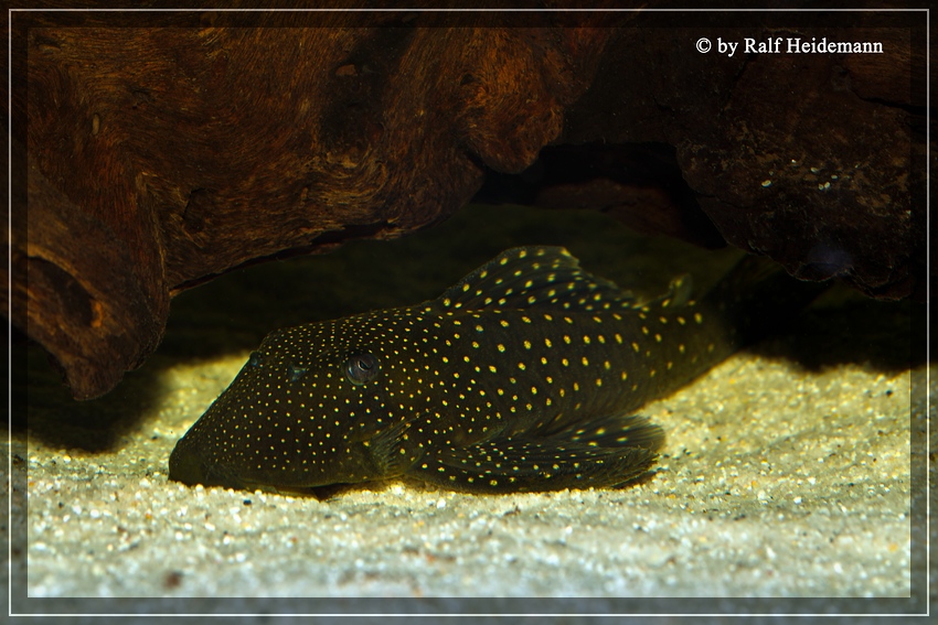 L-Welse.com Datenbank - Hemiancistrus sp. "L 128" - Powered by ReviewPost