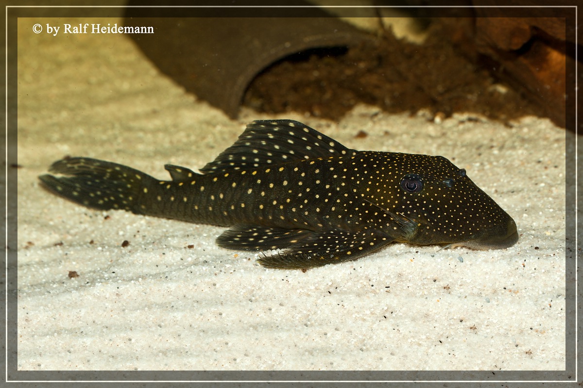 L-Welse.com Datenbank - Hemiancistrus sp. "L 128" - Powered by ReviewPost