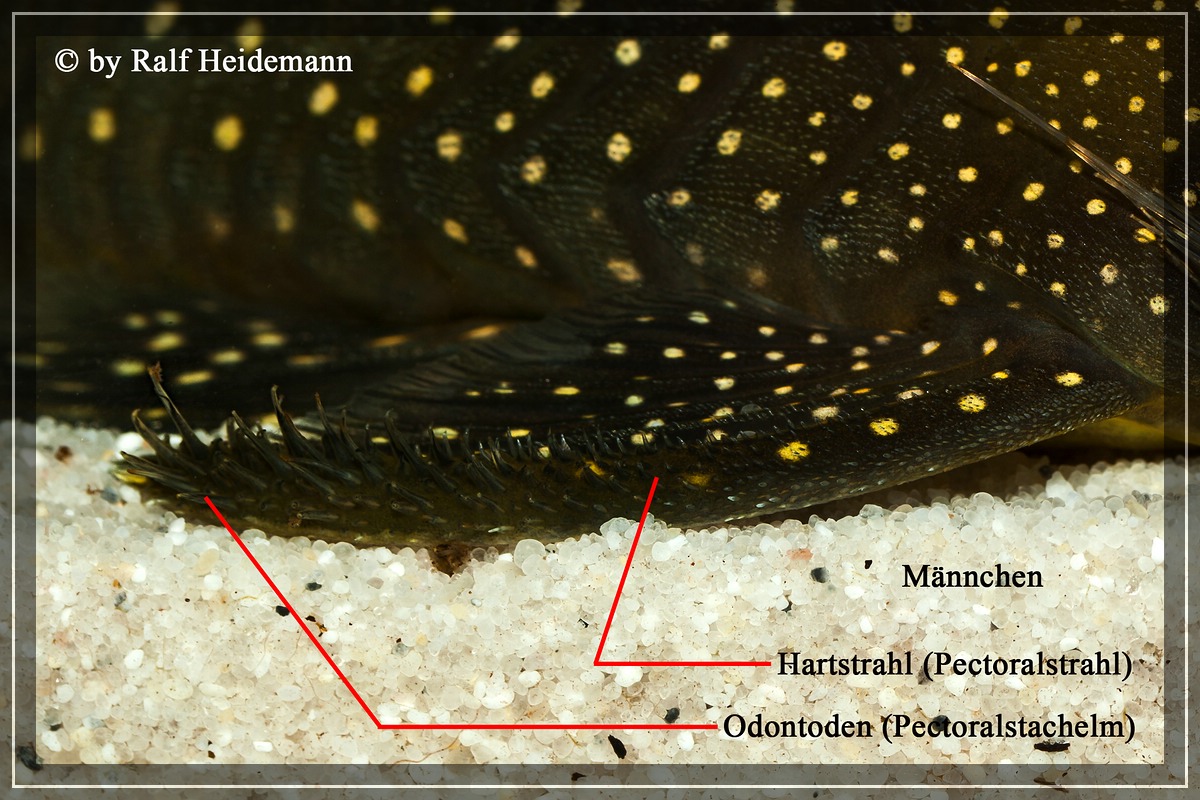 L-Welse.com Datenbank - Hemiancistrus sp. "L 128" - Powered by ReviewPost