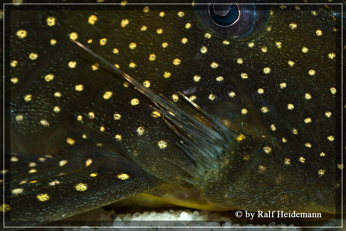 L-Welse.com Datenbank - Hemiancistrus sp. "L 128" - Powered by ReviewPost