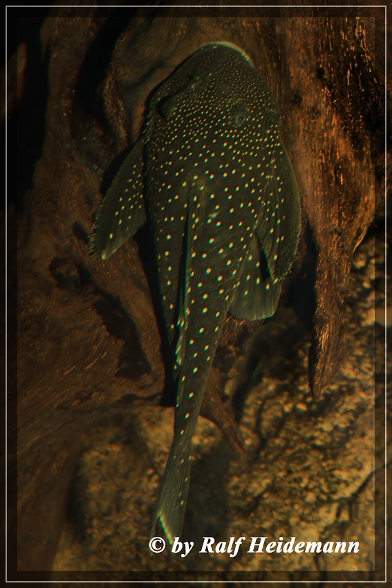 L-Welse.com Datenbank - Hemiancistrus sp. "L 128" - Powered by ReviewPost