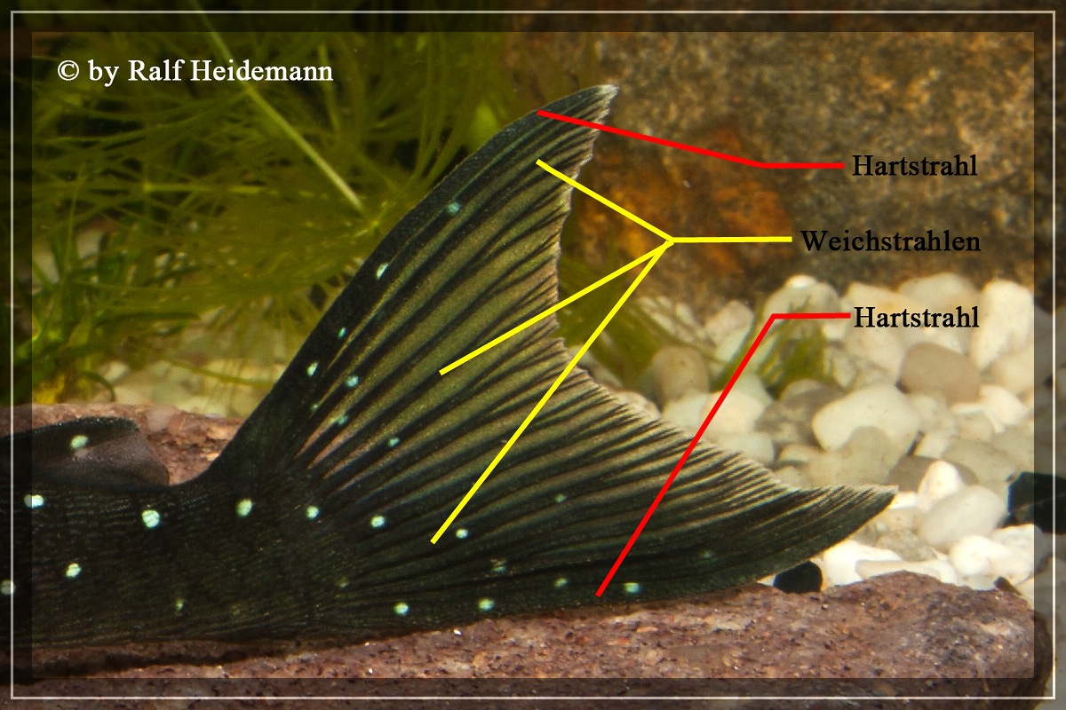 L-Welse.com Datenbank - Hemiancistrus sp. "L 128" - Powered by ReviewPost