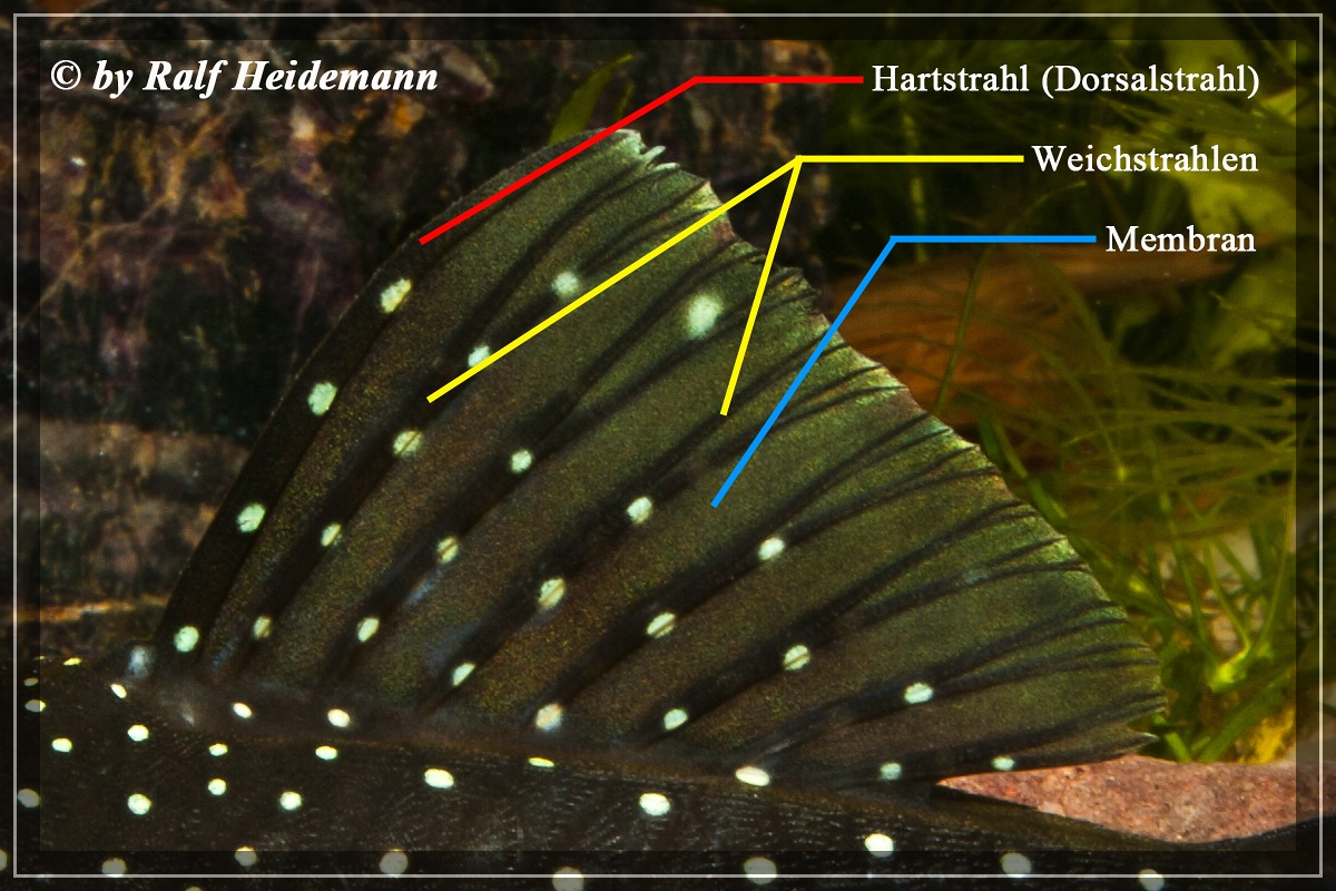 L-Welse.com Datenbank - Hemiancistrus sp. "L 128" - Powered by ReviewPost