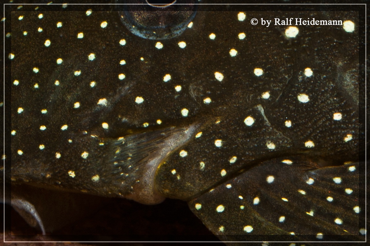 L-Welse.com Datenbank - Hemiancistrus sp. "L 128" - Powered by ReviewPost