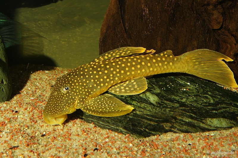 L-Welse.com Datenbank - Hemiancistrus subviridis "L 200" - Powered by ...