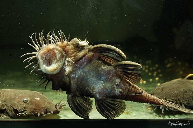 L-Welse.com Datenbank - Ancistrus ranunculus "L 34" - Powered by ReviewPost