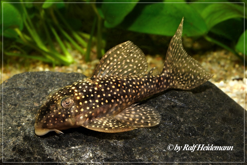 L-Welse.com Datenbank - Hypancistrus sp. "L 136b" - Powered by ReviewPost