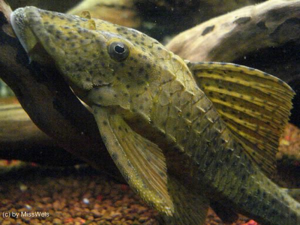 L-Welse.com Datenbank - Cochliodon macushi "L 303" - Powered by ReviewPost