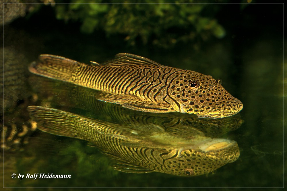 L-Welse.com Datenbank - Chaetostoma formosae "L 444" - Powered by ...