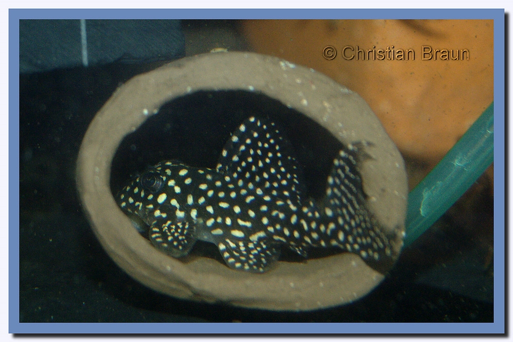 L-Welse.com Datenbank - Hypancistrus sp. "L 136c" - Powered by ReviewPost