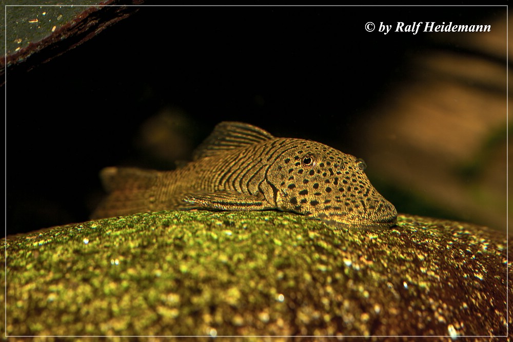 L-Welse.com Datenbank - Chaetostoma formosae "L 444" - Powered by ...