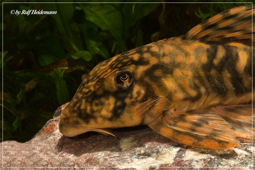 L-Welse.com Datenbank - Peckoltia sp. "L 69" - Powered by ReviewPost