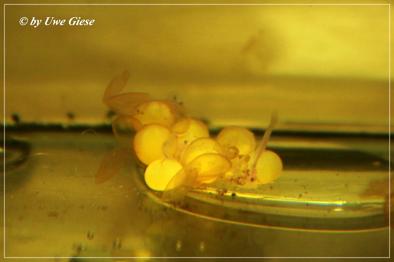 L-Welse.com Datenbank - Hemiancistrus sp. "L 128" - Powered by ReviewPost