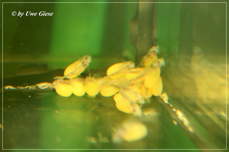 L-Welse.com Datenbank - Hemiancistrus sp. "L 128" - Powered by ReviewPost