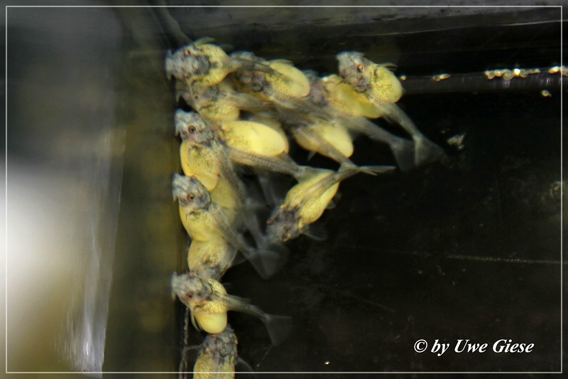 L-Welse.com Datenbank - Hemiancistrus sp. "L 128" - Powered by ReviewPost