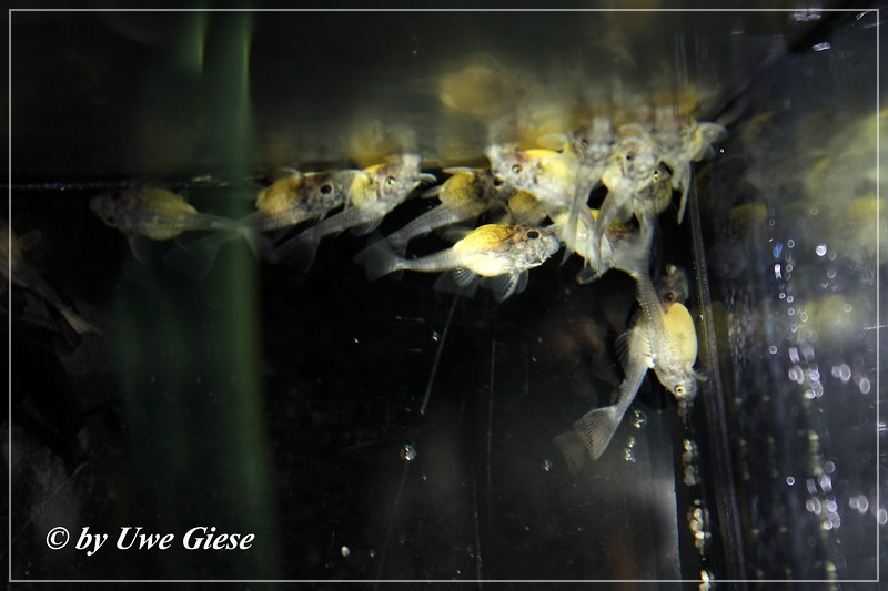 L-Welse.com Datenbank - Hemiancistrus sp. "L 128" - Powered by ReviewPost