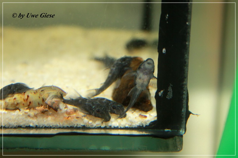 L-Welse.com Datenbank - Hemiancistrus sp. "L 128" - Powered by ReviewPost