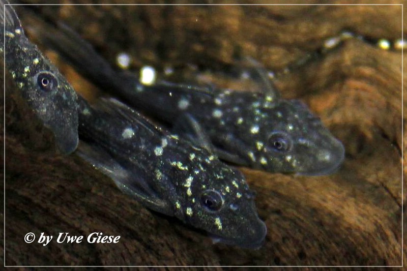 L-Welse.com Datenbank - Hemiancistrus sp. "L 128" - Powered by ReviewPost