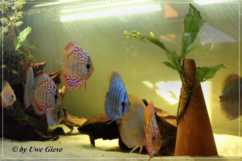 L-Welse.com Datenbank - Hemiancistrus sp. "L 128" - Powered by ReviewPost