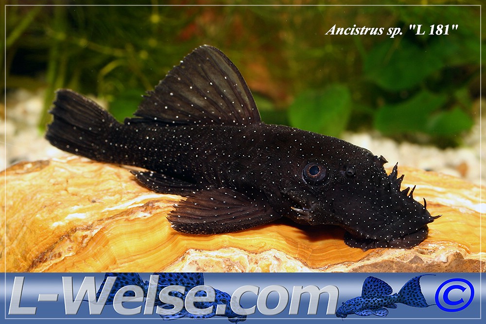 L-Welse.com Datenbank - Ancistrus sp. "L 181" - Powered by ReviewPost