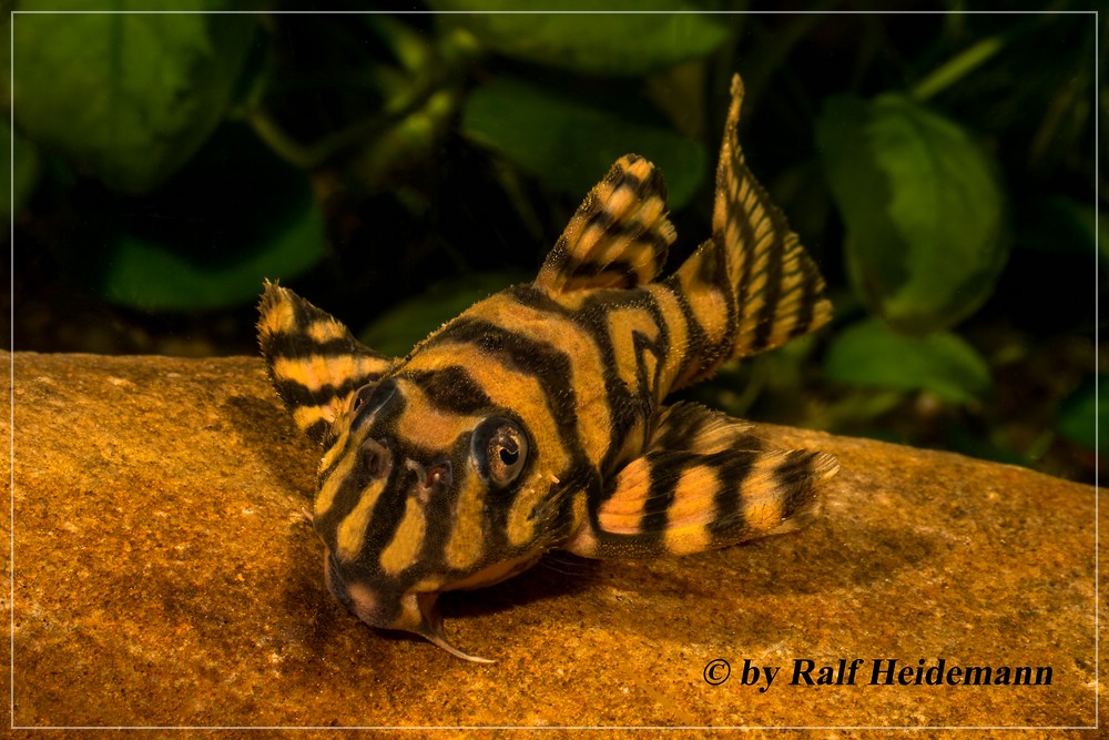 L-Welse.com Datenbank - Hypancistrus sp. "L 333" - Powered by ReviewPost