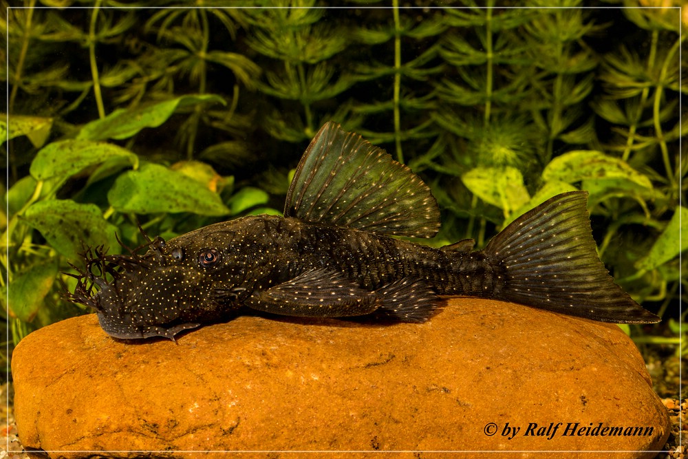 L-Welse.com Datenbank - Ancistrus leucostictus - Powered by ReviewPost