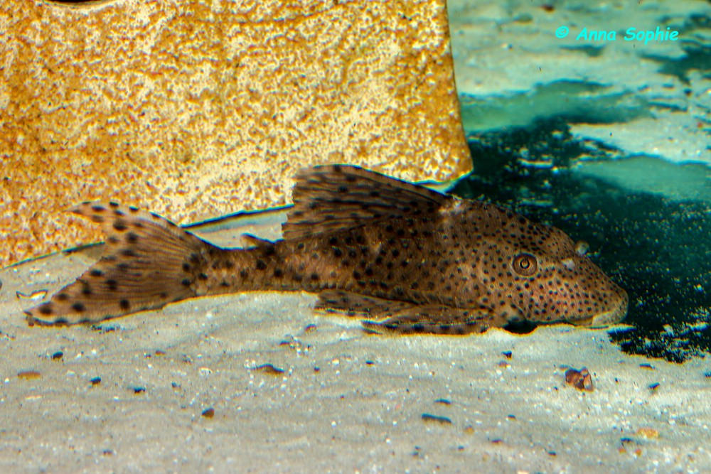 L-Welse.com Datenbank - Cochliodon macushi "L 303" - Powered by ReviewPost