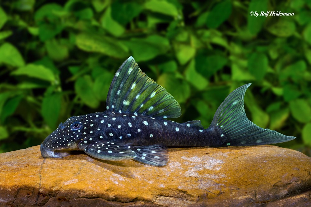 L-Welse.com Datenbank - Hemiancistrus sp. "L 128" - Powered by ReviewPost