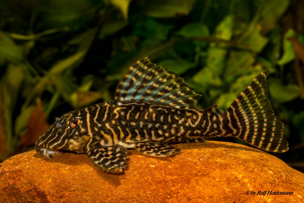 L-Welse.com Datenbank - Hypancistrus debilittera "L 129" - Powered by ...