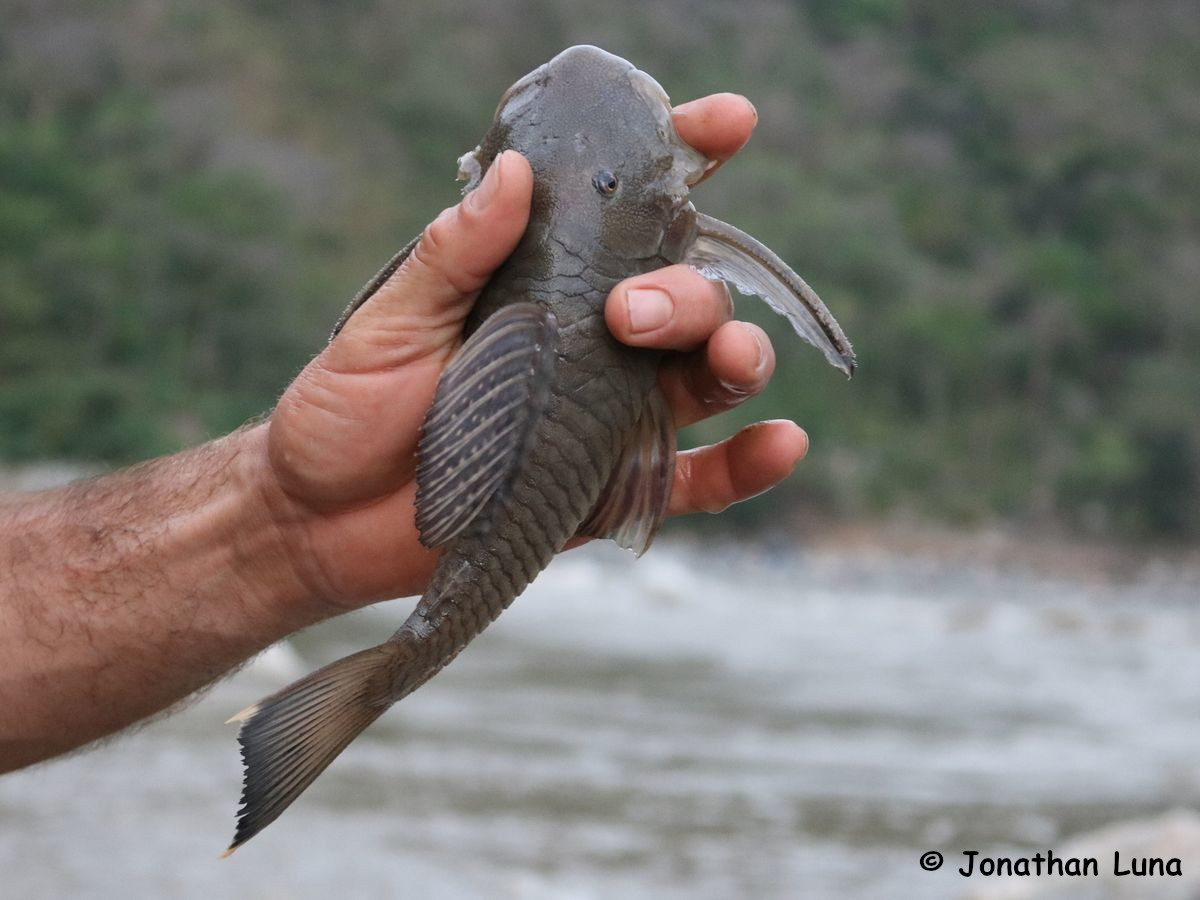 L-Welse.com Datenbank - Chaetostoma aburrense - Powered by ReviewPost