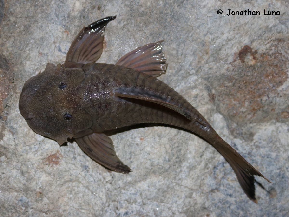 L-Welse.com Datenbank - Chaetostoma aburrense - Powered by ReviewPost