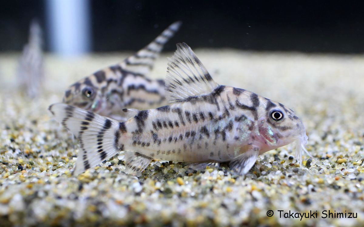 L-Welse.com Datenbank - Hoplisoma sp. "CW111" - Powered by ReviewPost