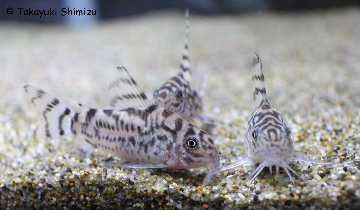 L-Welse.com Datenbank - Hoplisoma sp. "CW111" - Powered by ReviewPost