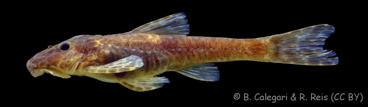 L-Welse.com Datenbank - Eurycheilichthys coryphaeus - Powered by ReviewPost