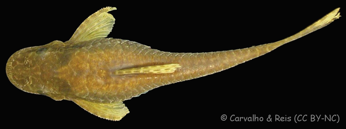 L-Welse.com Datenbank - Hisonotus laevior - Powered by ReviewPost