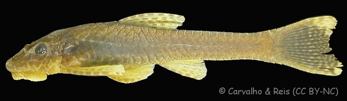 L-Welse.com Datenbank - Hisonotus laevior - Powered by ReviewPost