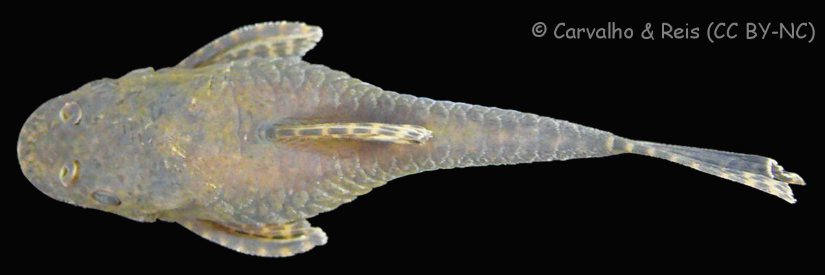 L-Welse.com Datenbank - Hisonotus nigricauda - Powered by ReviewPost