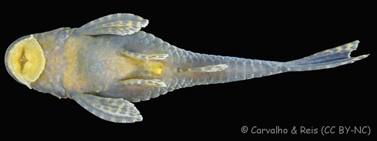 L-Welse.com Datenbank - Hisonotus nigricauda - Powered by ReviewPost