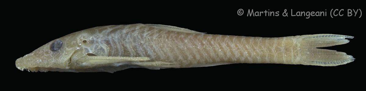 L-Welse.com Datenbank - Hisonotus notatus - Powered by ReviewPost