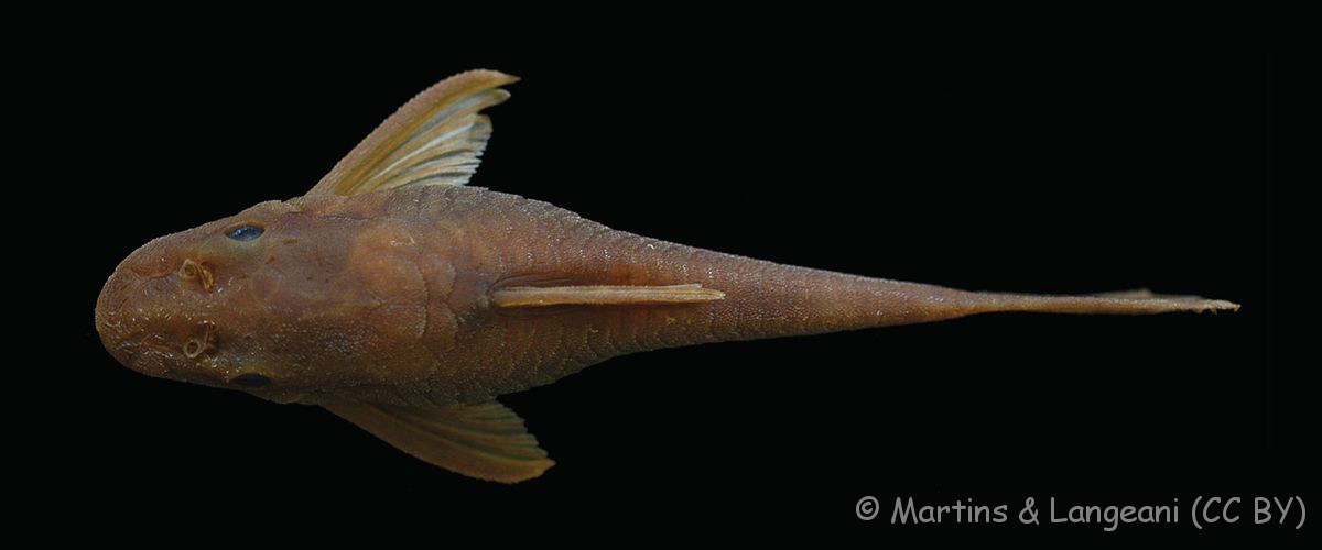 L-Welse.com Datenbank - Hisonotus thayeri - Powered by ReviewPost