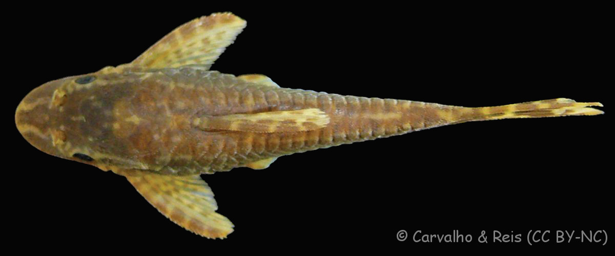 L-Welse.com Datenbank - Hisonotus vireo - Powered by ReviewPost