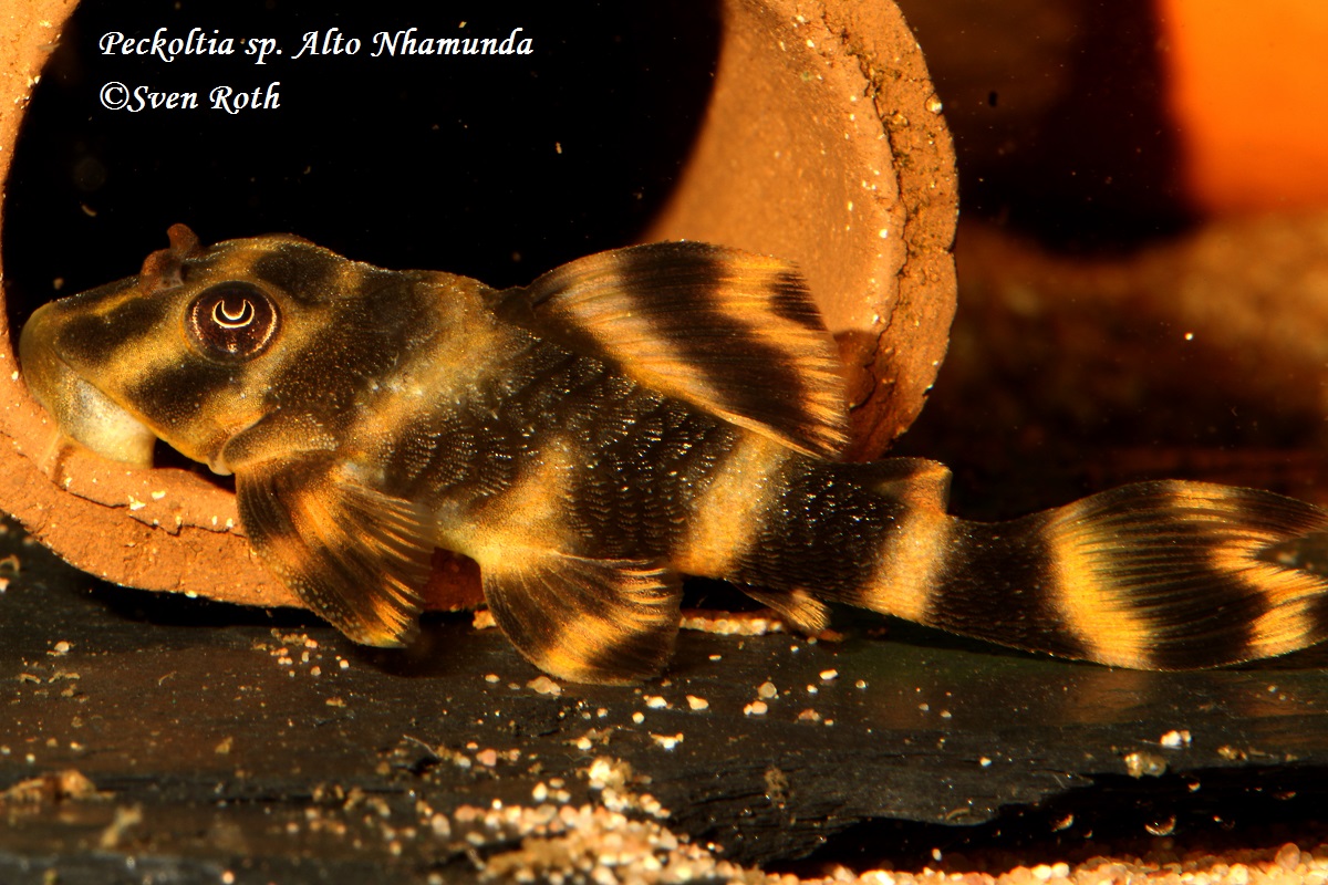 L-Welse.com Datenbank - Peckoltia sp. "L 477" - Powered by ReviewPost