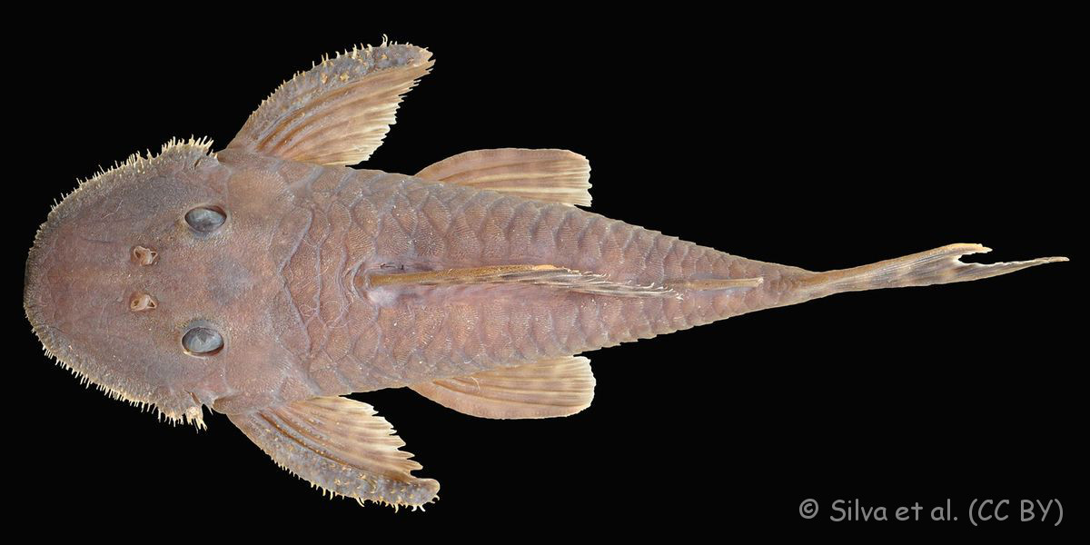 L-Welse.com Datenbank - Pseudancistrus kayabi - Powered by ReviewPost