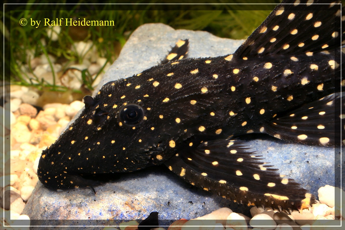 L-Welse.com Datenbank - Acanthicus adonis - Powered by ReviewPost