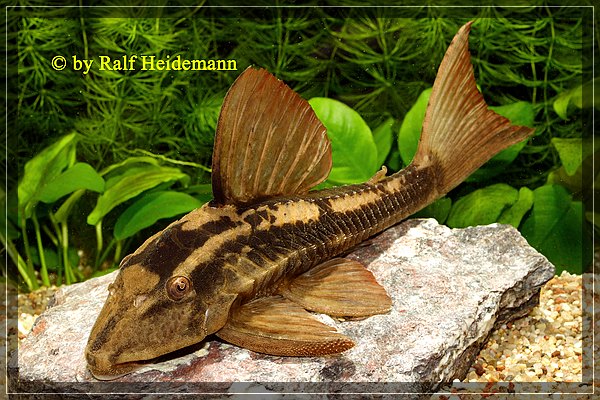 Welche L-Welse sind das