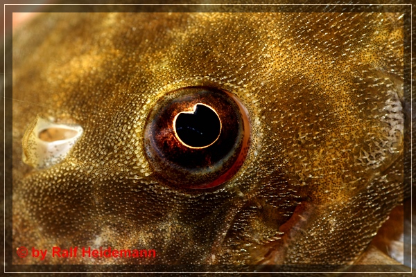 Peckoltichthys bachi - Alchetron, The Free Social Encyclopedia