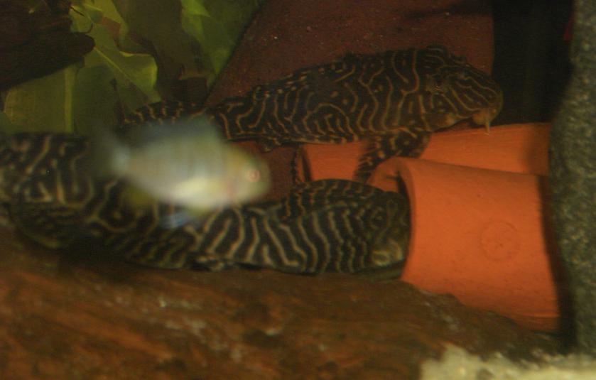 L-Welse.com Datenbank - Hypancistrus seideli "L 333" - Powered by ...